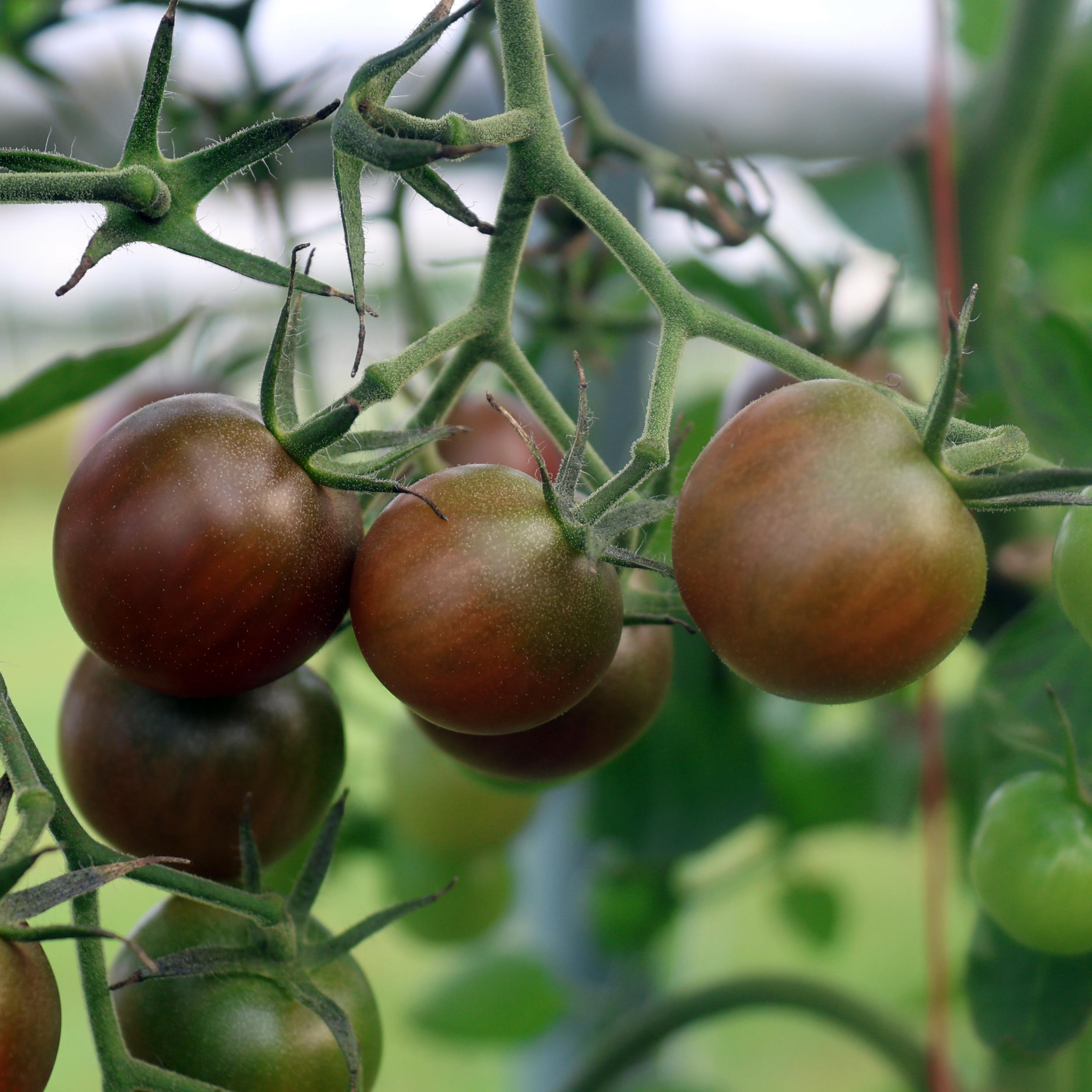 Black Cherry Tomato - Organic - Seed Savers Exchange